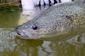 Better Handling for Murray Cod - VFA
